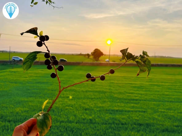 LÚA CAFÉ - ĐÓN GIÓ, CHECK IN GIỮA QUÁN CÀ PHÊ ĐẪM HƯƠNG ĐỒNG NỘI - Ăn ...