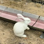 TRẢI NGHIỆM NÔNG TRẠI ĐỘC ĐÁO TẠI GOZOO FARM ĐẤT ĐỎ - Ăn chơi Vũng Tàu