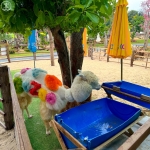 TRẢI NGHIỆM NÔNG TRẠI ĐỘC ĐÁO TẠI GOZOO FARM ĐẤT ĐỎ - Ăn chơi Vũng Tàu