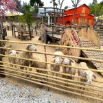 TRẢI NGHIỆM NÔNG TRẠI ĐỘC ĐÁO TẠI GOZOO FARM ĐẤT ĐỎ - Ăn chơi Vũng Tàu