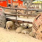 TRẢI NGHIỆM NÔNG TRẠI ĐỘC ĐÁO TẠI GOZOO FARM ĐẤT ĐỎ - Ăn chơi Vũng Tàu